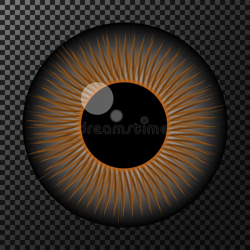 Transparent Cornea Stock Illustrations – 299 Transparent Cornea Stock ...