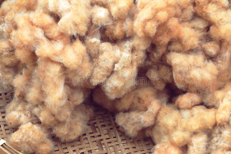 Brown Cotton Used As Textile Fiber Stock Photo - Image of growth, grow ...