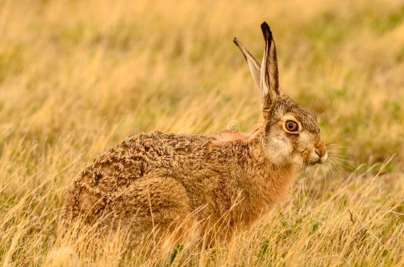 Patagonia rabbit stock image. Image of mammal, rabbit - 80723069