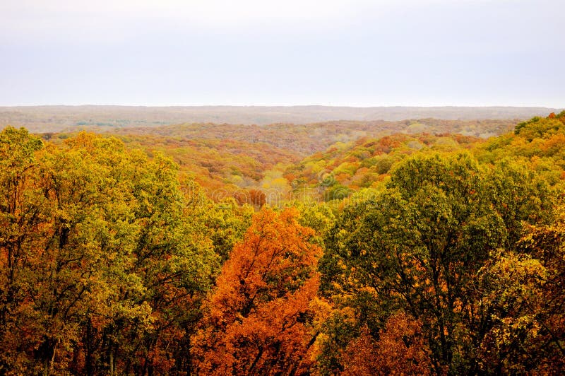 Fall Panorama in a Midwest Forest Stock Image - Image of fall, view ...
