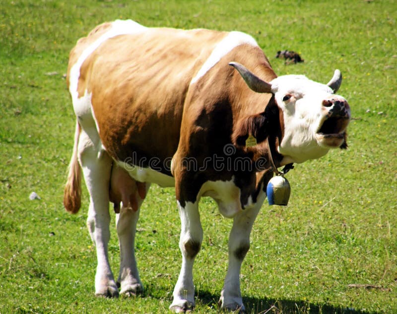 Brown cow stock photo. Image of pose, farm, pasture, outdoor - 10650910