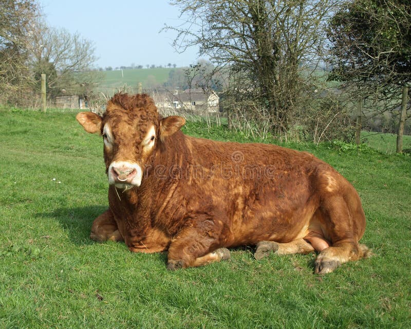 Brown cow stock photo. Image of green, eating, island - 14211574