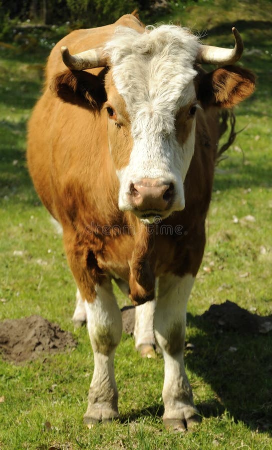Brown cow stock photo. Image of environment, livestock - 19525086