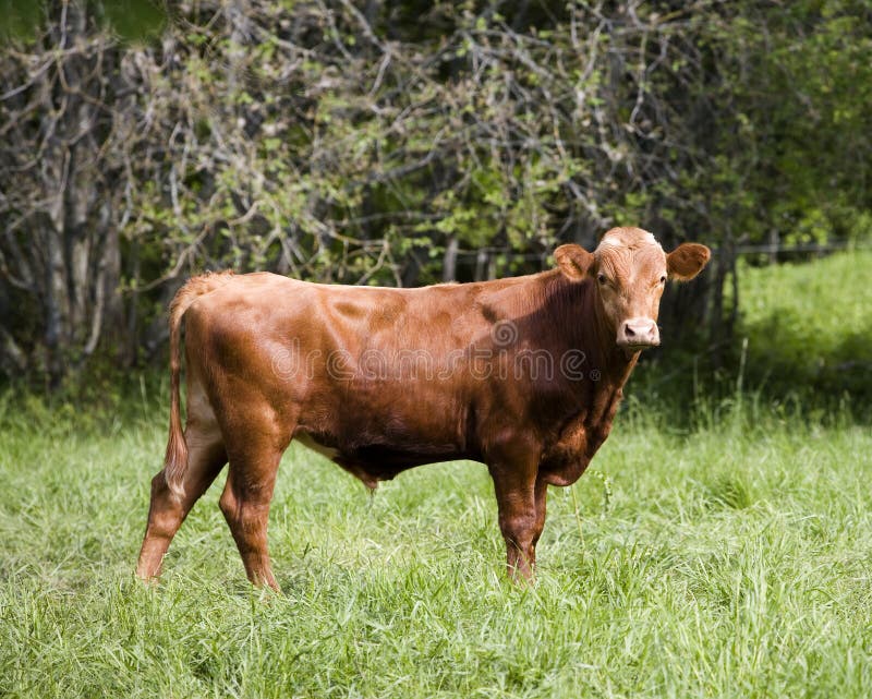 Brown cow stock image. Image of calf, pasture, nature - 25074353