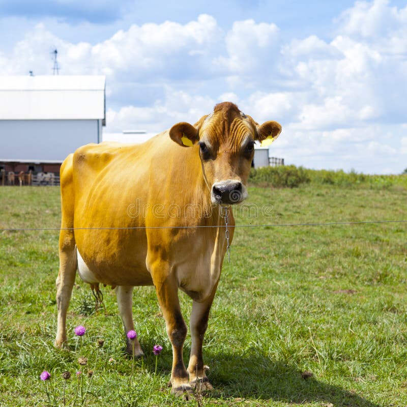 Brown Cow stock photo. Image of farmland, abundance, cloud - 26394822