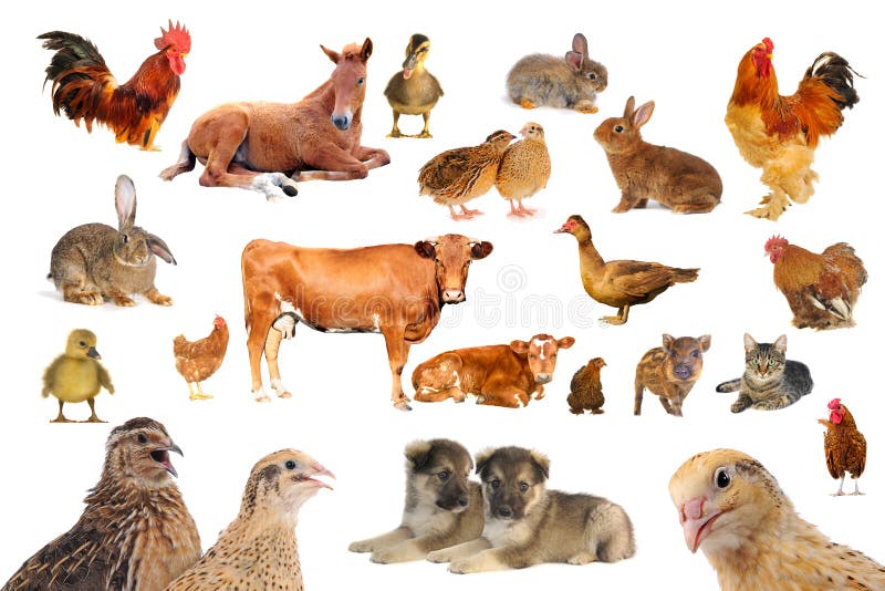 Collage of Pets and Animals in English Stock Photo - Image of goldfish ...