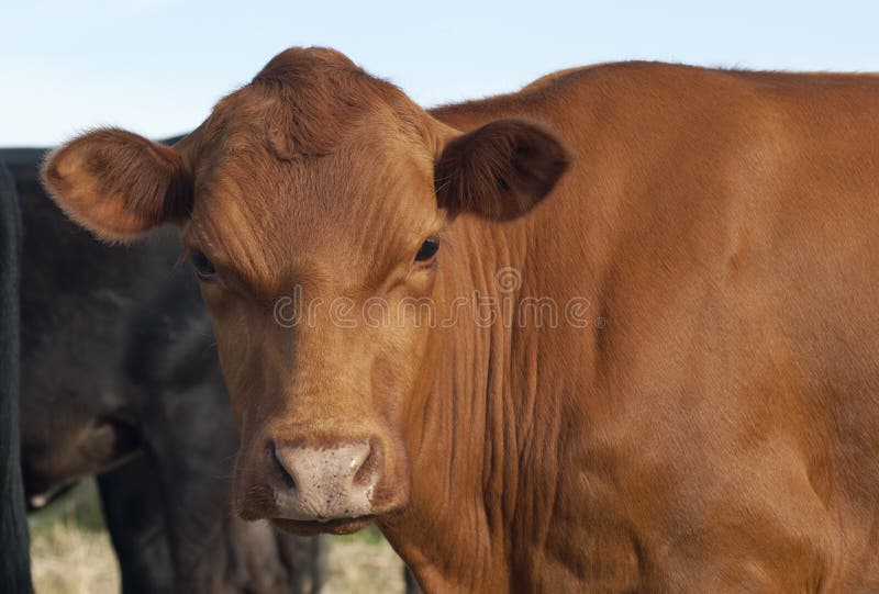 Brown Cow stock photo. Image of herd, countryside, farming - 37745512