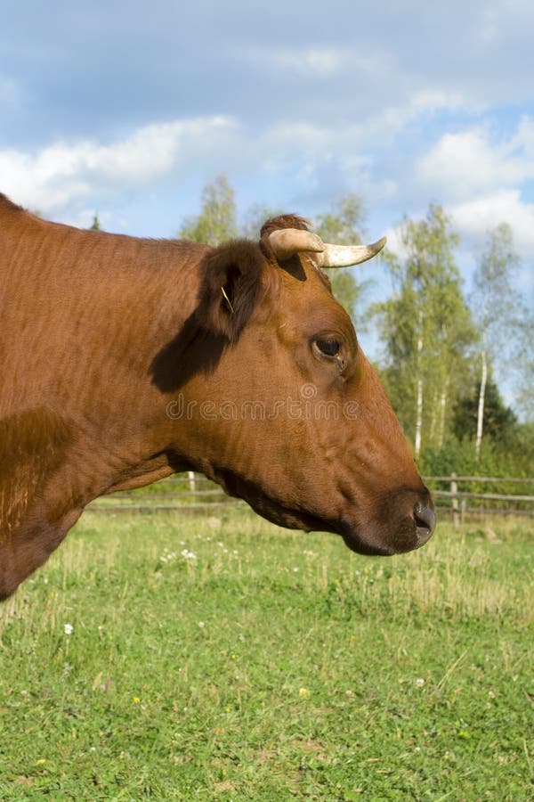 Brown cow stock photo. Image of animal, nose, cattle, field - 5306546