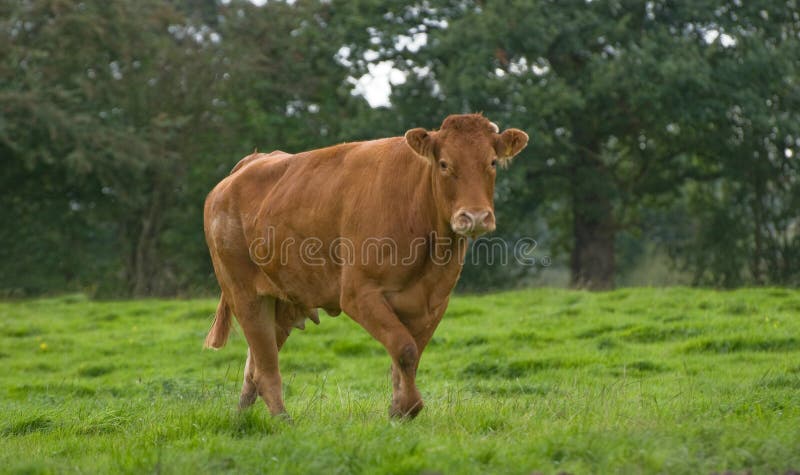 Brown cow stock photo. Image of green, eating, island - 14211574