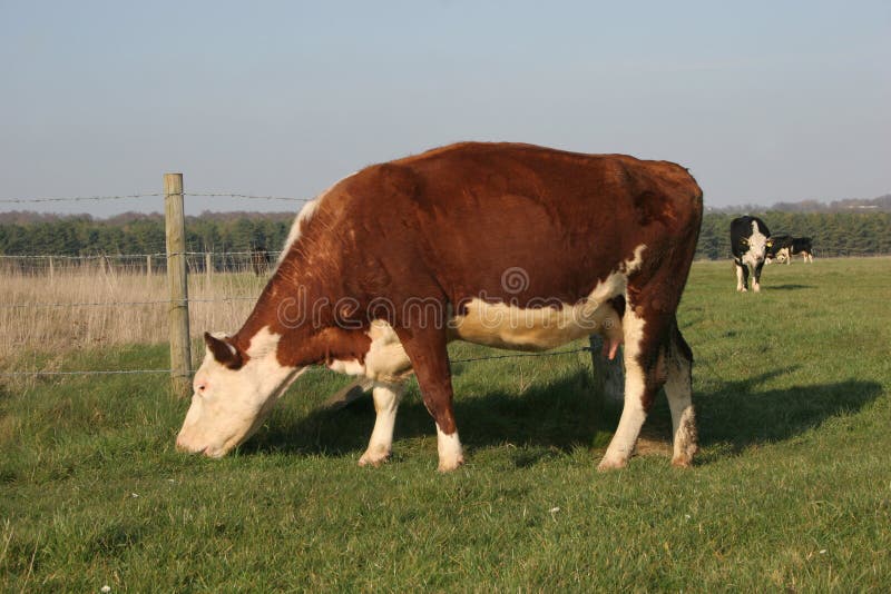Brown Cow Picture. Image: 798524