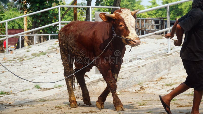A Brown Cow is Being Pulled by a Rope by a Man in Black Stock Photo ...