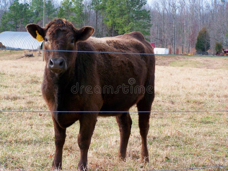273 Virginia Cow Stock Photos - Free & Royalty-Free Stock Photos from ...