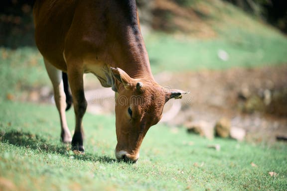 Brown Cow, Bos Taurus, Pasturing in a Field Stock Photo - Image of ...