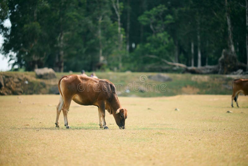 Brown Cow, Bos Taurus, Pasturing in a Field Stock Image - Image of ...