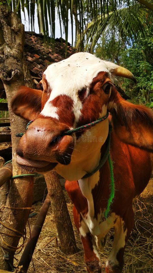 A Brown Cow in the Back Yard Stock Photo - Image of person, finger ...