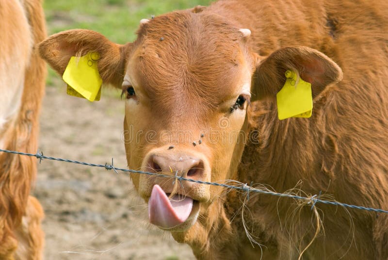 Cow Licks Lips Stock Photos - Free & Royalty-Free Stock Photos from ...