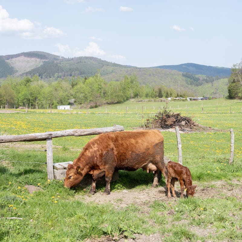 Brown Cow and Calf in Spring Meadow of German Sauerland Stock Photo ...