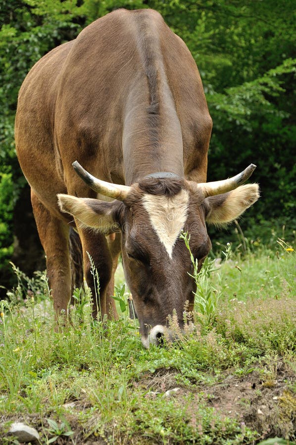 Brown cow chewing stock photo. Image of fauna, grass - 32715752