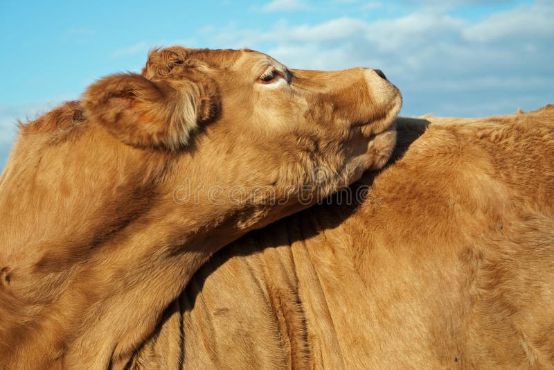 274 Limousin Cow Head Farm Stock Photos - Free & Royalty-Free Stock ...