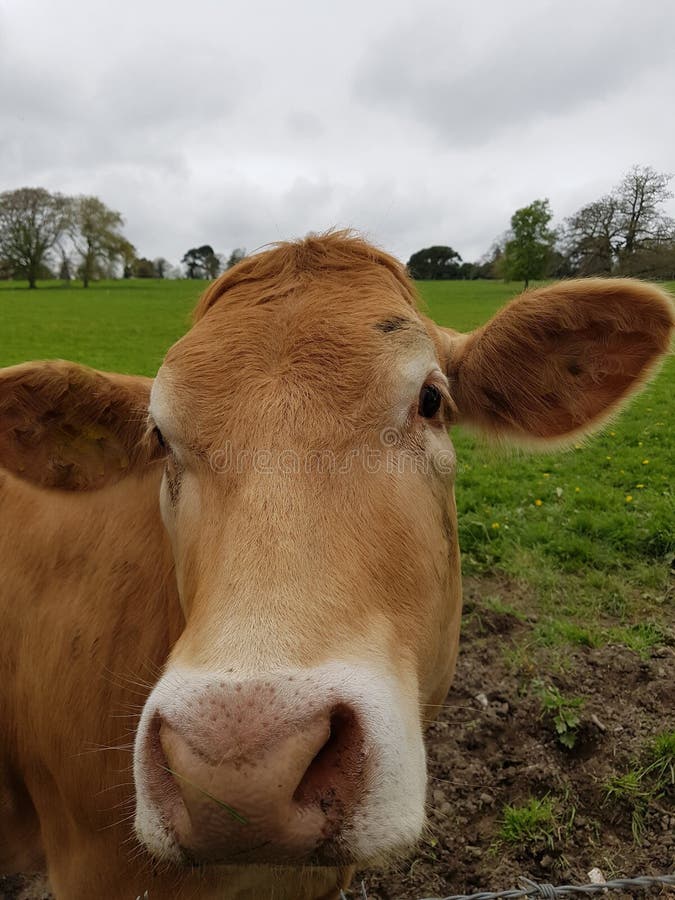 Brown cow stock image. Image of dairy, close, brown, green - 94664087