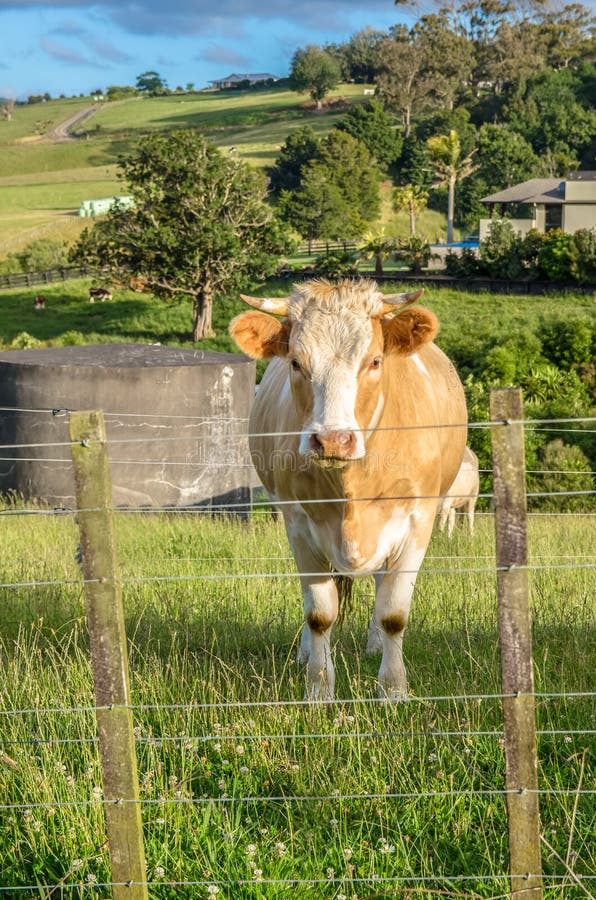 Brown Cow Falling White изображение. изображение: 82989040