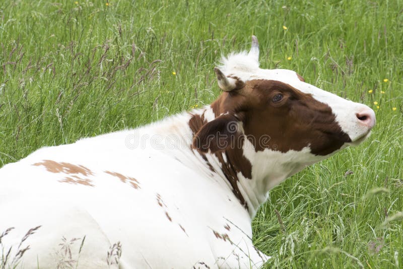 Brown cow falling white стоковое фото. изображение насчитывающей весна ...