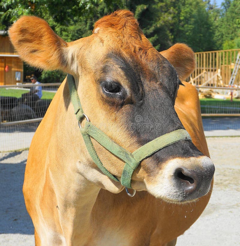 Brown Cow on the Farm. stock image. Image of cattle - 124002395
