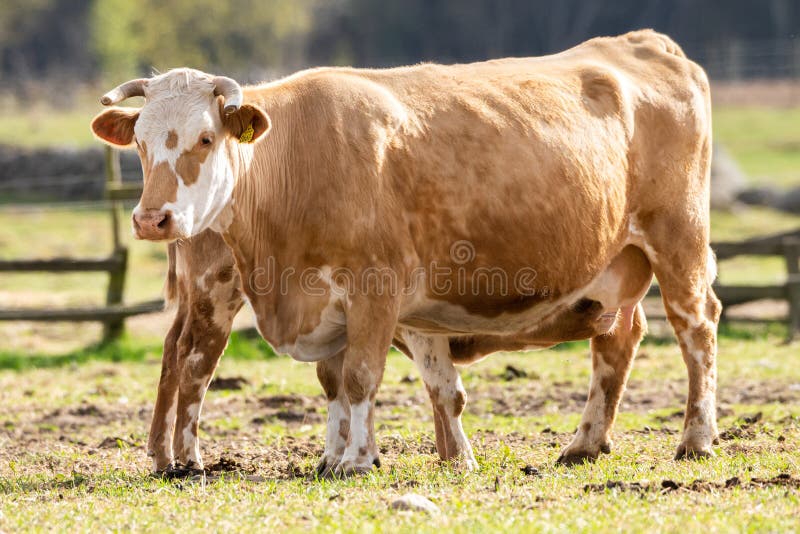 Brown Cow at the Farm on the Field Stock Image - Image of farm, milk ...