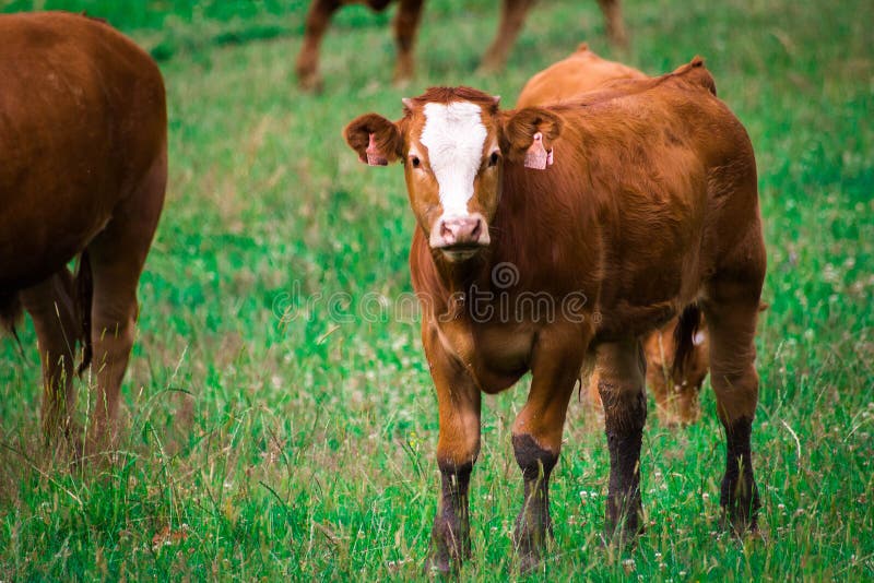 Brown cow stock photo. Image of grass, field, pastoral - 42223690