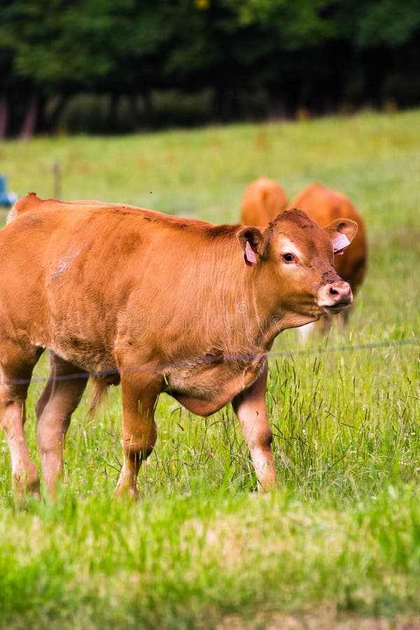 Brown cow stock photo. Image of farmland, curious, animal - 42223666