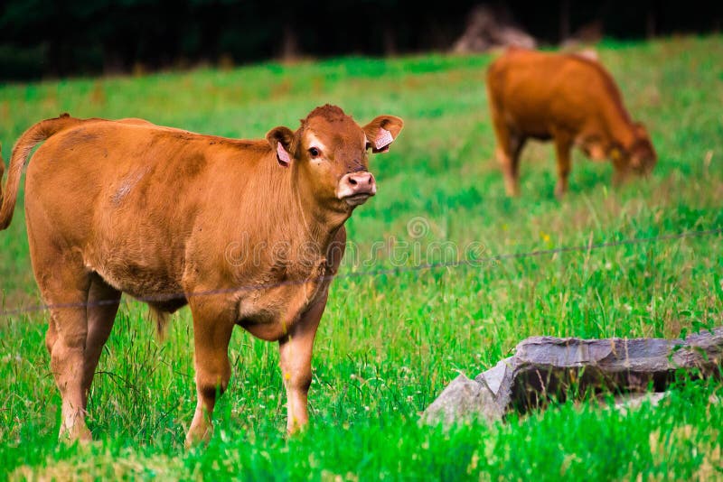 Brown cow stock image. Image of milk, farming, animal - 42223669
