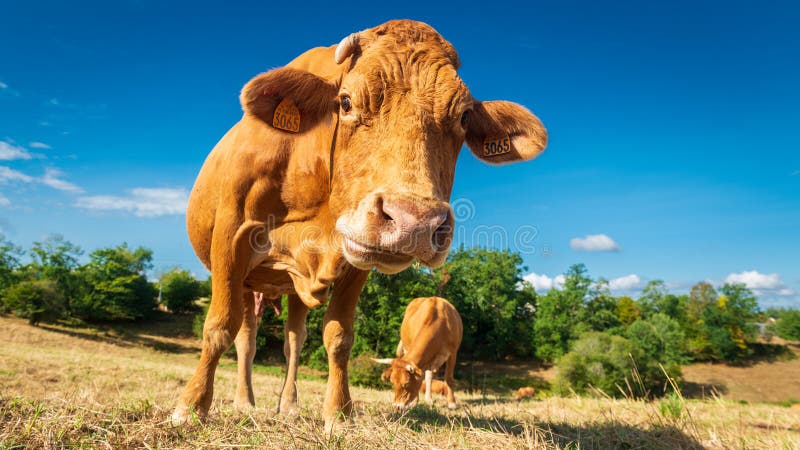 Brown Cow in a Field Facing Camera in Low Angle Stock Photo - Image of ...