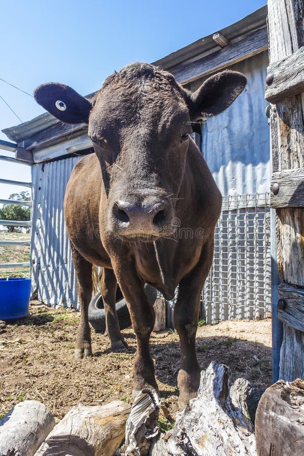 Brown cow front on stock image. Image of iron, nose, cranky - 72398543