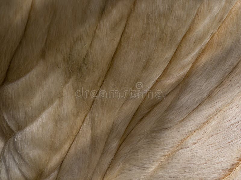 Brown Cow Fur in the Detail Stock Image - Image of spotted, brown ...