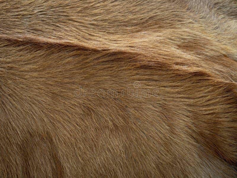 The Brown Cow Fur in the Detail - Texture Stock Photo - Image of farm ...