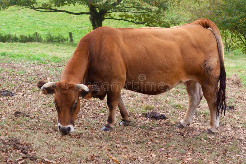 Brown Cow Grazing on the Fram Stock Photo - Image of corn, grazing ...