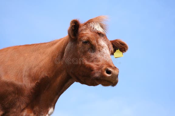 Brown cow head shot stock photo. Image of dairy, close - 2728708