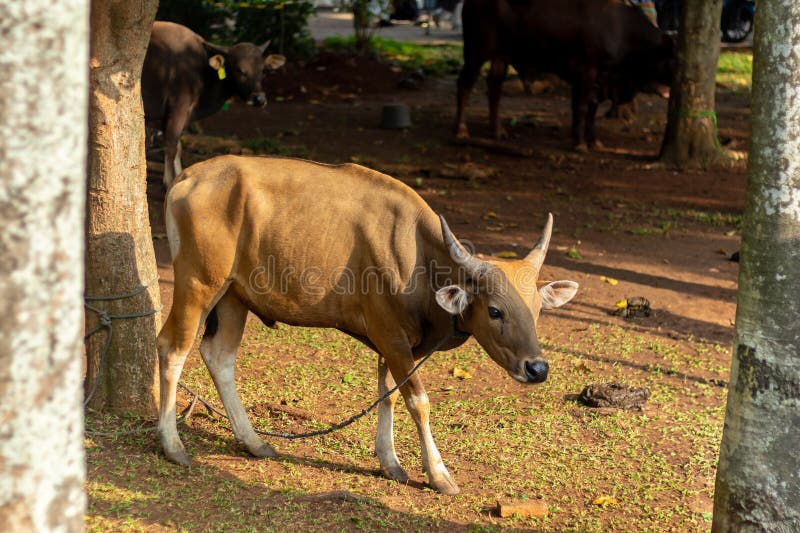 A Brown Cow with Horns Tied To a Tree Stock Image - Image of milk, horn ...