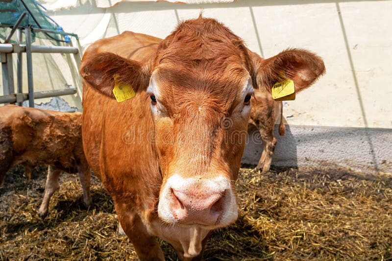 Brown Cow Inside Farm Enclosure Stock Image - Image of livestock ...