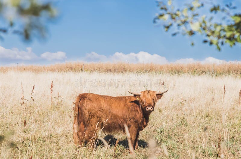 Brown Cow with Long Wool Standing in the Field Stock Photo - Image of ...