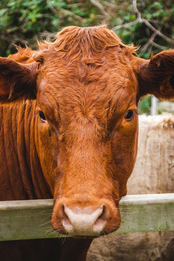 Cow Looking Over Fence Stock Photos - Free & Royalty-Free Stock Photos ...