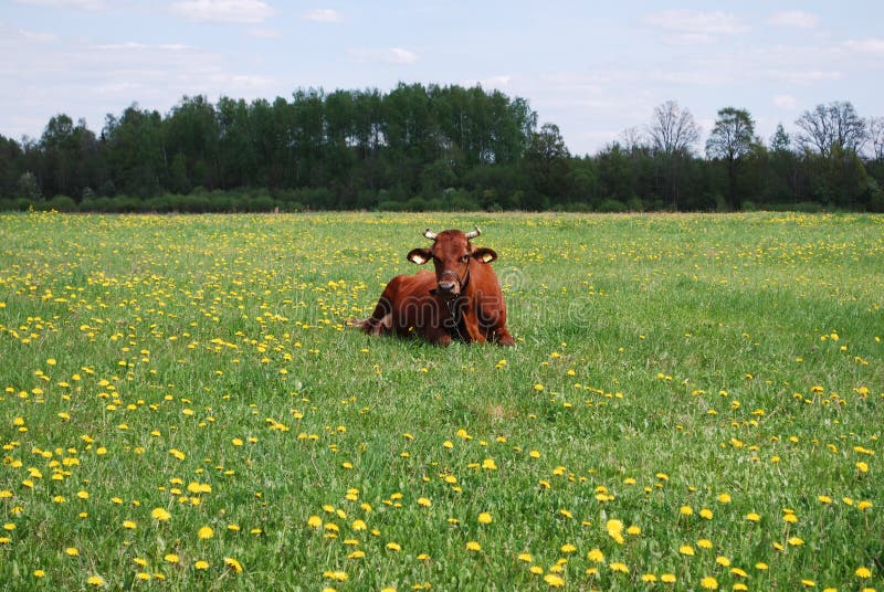 Brown Cow Lying on the Meadow. Stock Photo - Image of looking, flowers ...