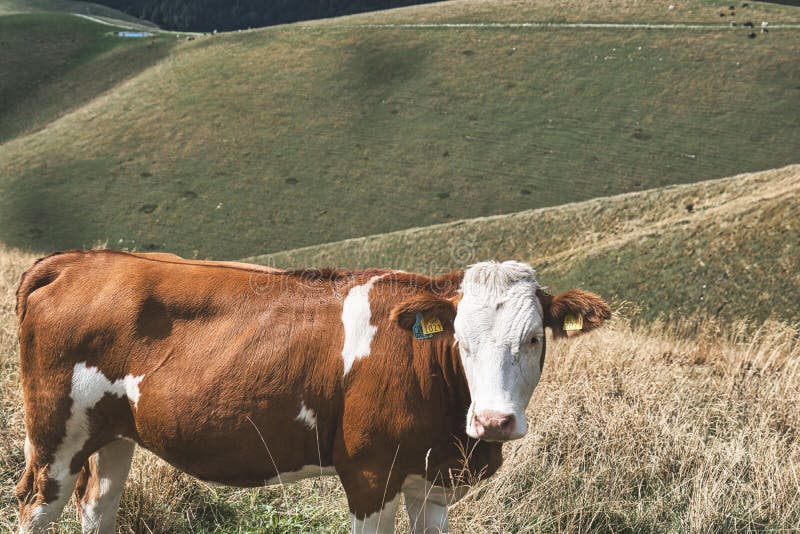 Brown Cow during Pasture on a Grassy Field Stock Photo - Image of ...