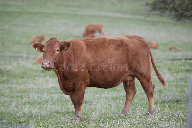 Brown Cow in a Pasture Looks into the Camera Stock Image - Image of ...