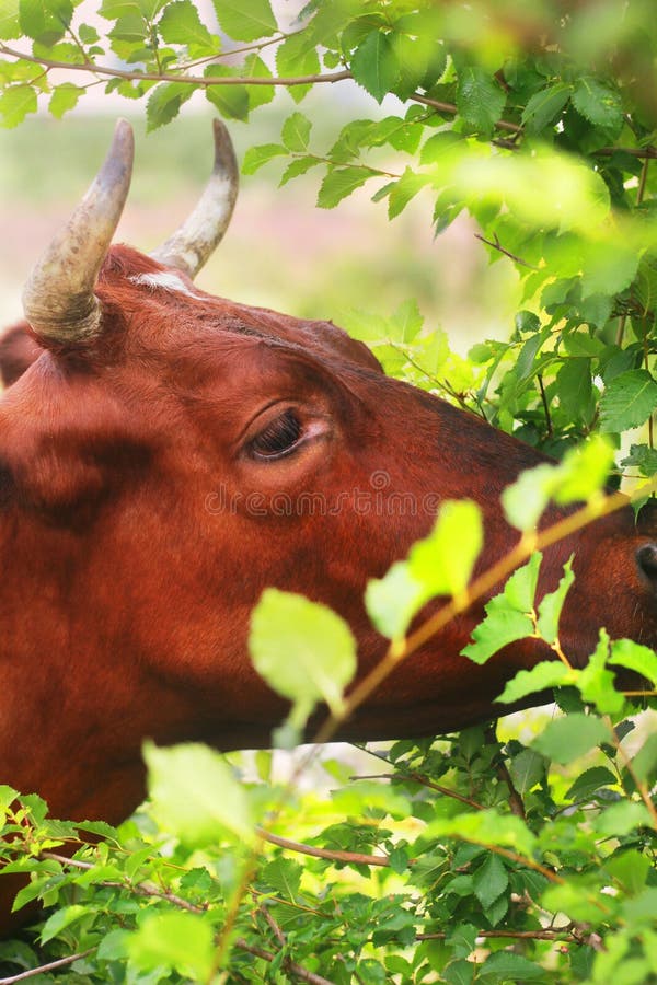 Brown cow stock photo. Image of green, bushes, horns - 56163912