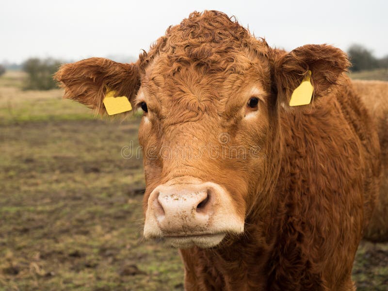 Brown cow portrait front stock photo. Image of agricultural - 89162786