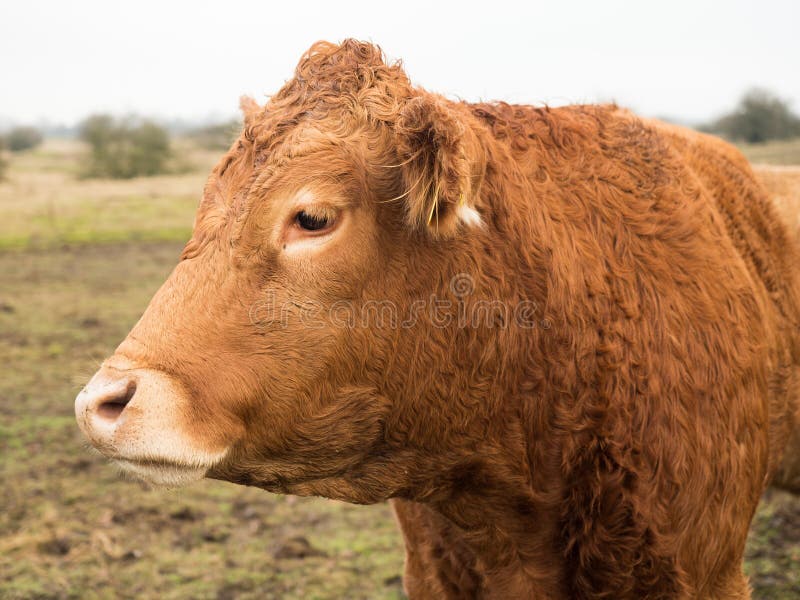 Brown Cow Portrait Left Side Stock Image - Image of natural, isolated ...