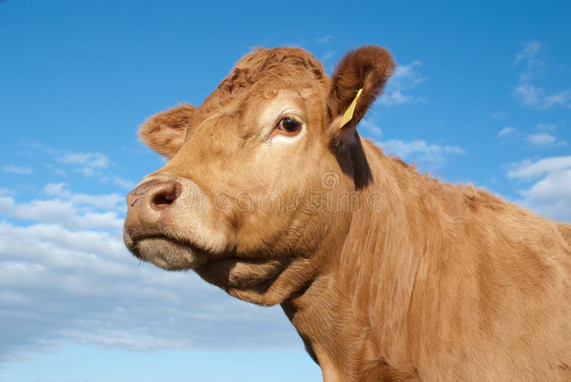 Limousin Cow Head Portrait stock photo. Image of quadruped - 20217150