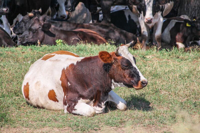 Cow resting on the field stock photo. Image of rural - 195786536