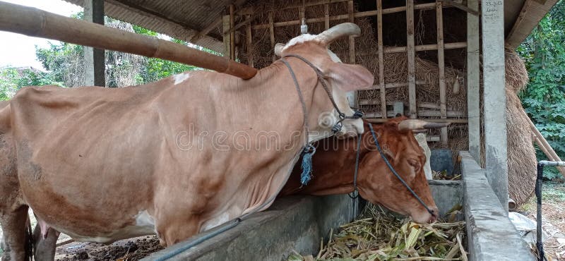 Limousine Cows in a Corral, on a Traditional Farm in Java, Indonesia ...